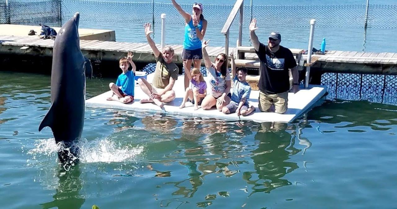 Florida Keys: Dolphin Research Center Day Tour with Lunch | GetYourGuide