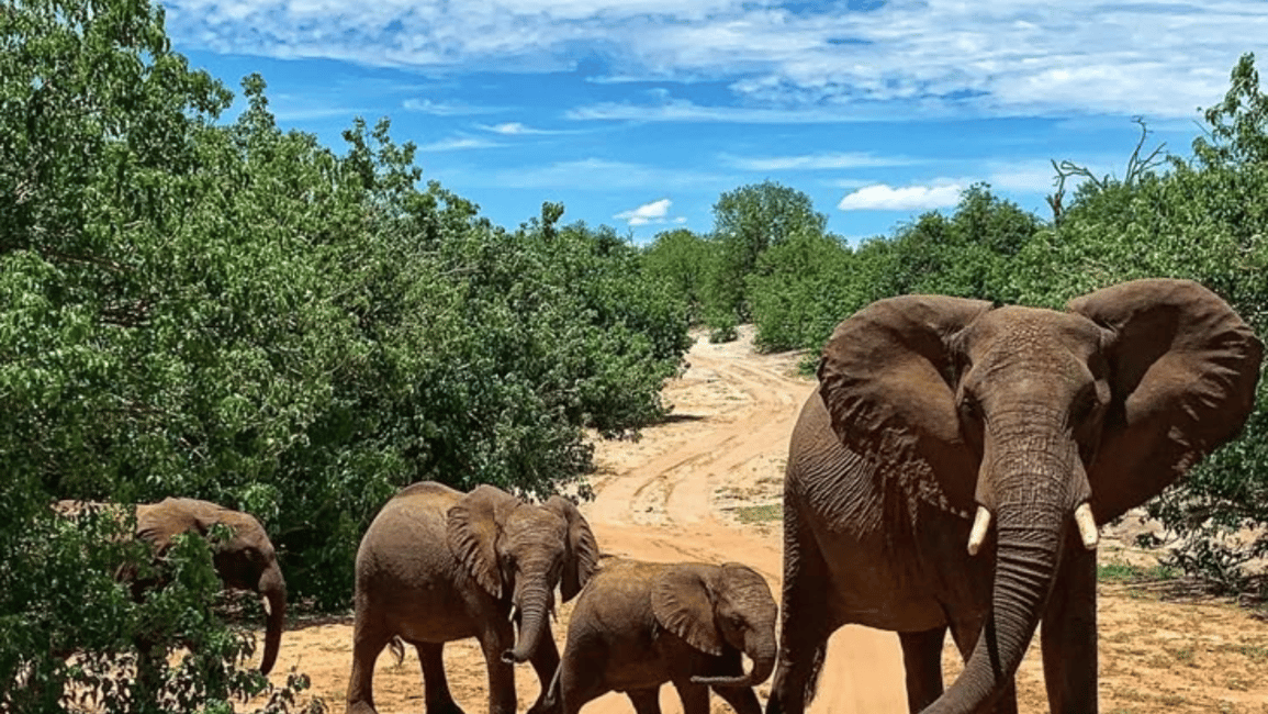 3-Day Chobe Midrange Safari with Boat and Game Drives | GetYourGuide