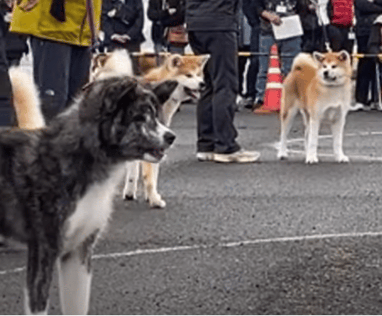 Akita: AKITA DOG DAY! A day tour by public transport | GetYourGuide