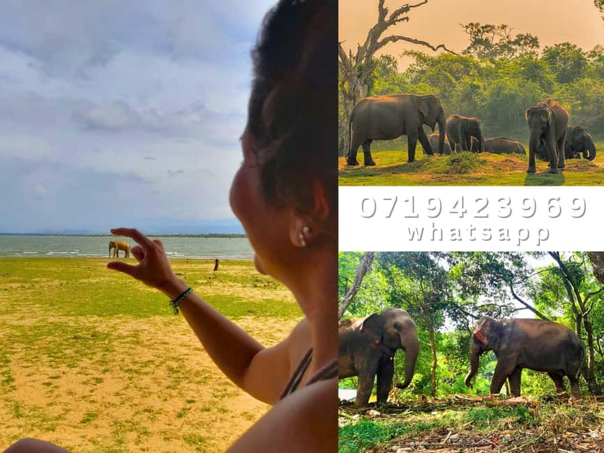 From Ella: Udawalawe National Park safari drop to Ella again | GetYourGuide