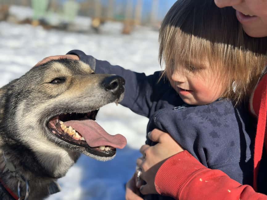 Whitehorse Day Tour Dog Sledding & Indigenous Culture Tour | GetYourGuide