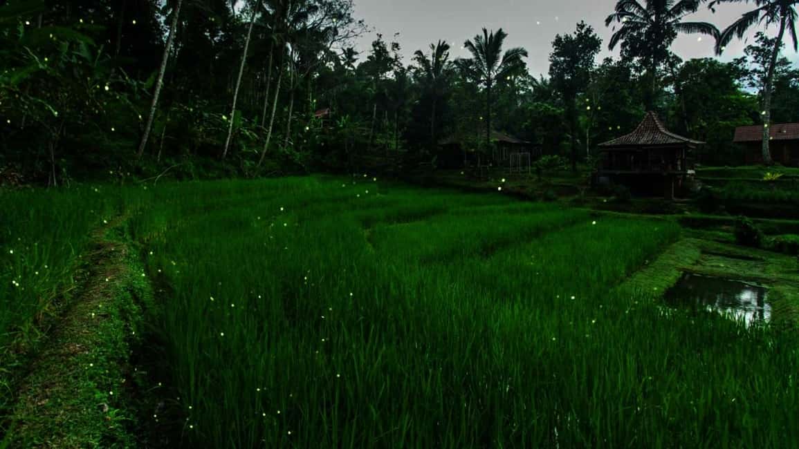 From Ubud: Evening Firefly Tour in Taro Village | GetYourGuide