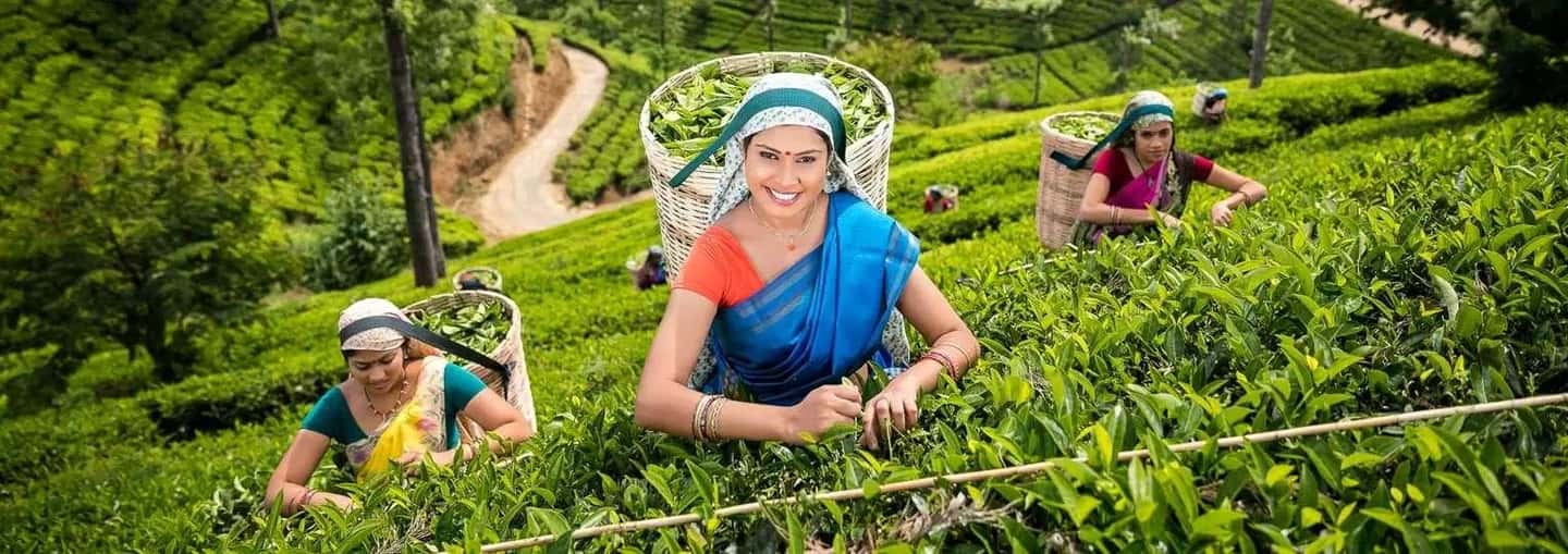 From Ella- All inclusive Day Trip of 8 Iconic Sights & Train | GetYourGuide