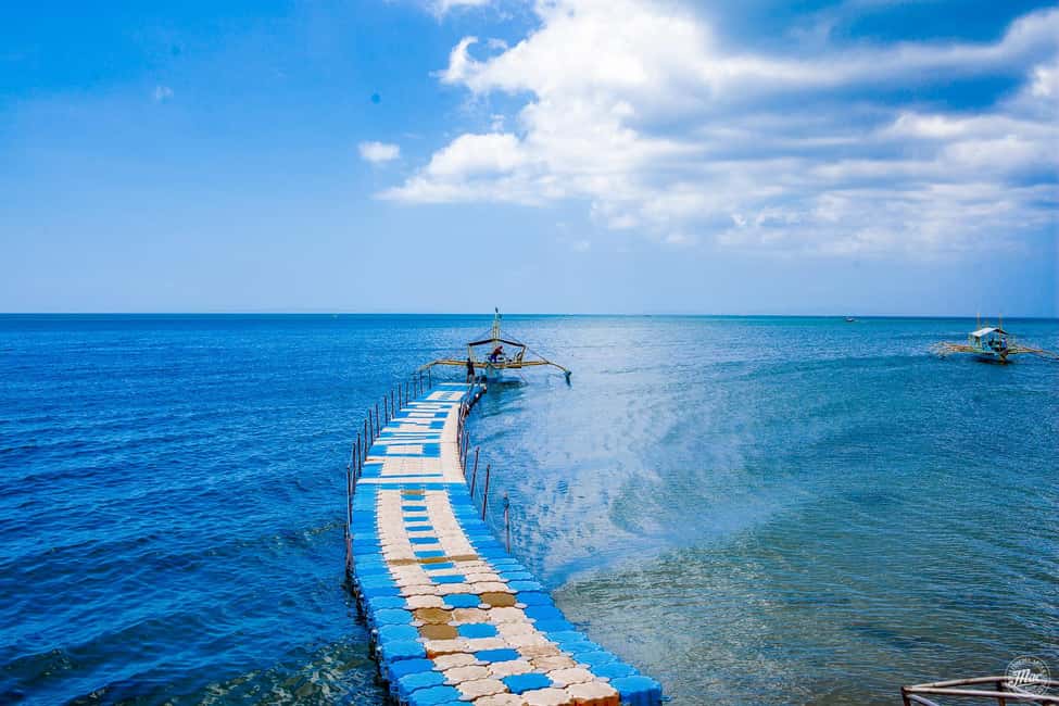 Whale Shark Interaction at Donsol Sorsogon by ZCHEDULISTA | GetYourGuide