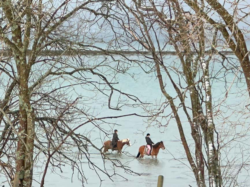 Tromsø: Výlet na koních v zimě/v létě | GetYourGuide