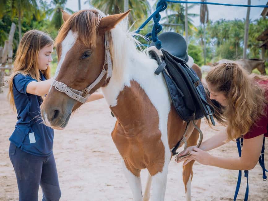 Koh Samui: Sunset Trail Horse Riding on The Beach | GetYourGuide
