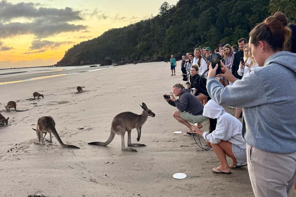 Airlie Beach: Eco Sunrise Kangaroos & Drovers Breakfast Tour | GetYourGuide