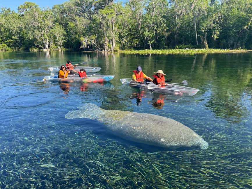 Silver Springs: Manatees and Monkeys Clear Kayak Guided Tour | GetYourGuide