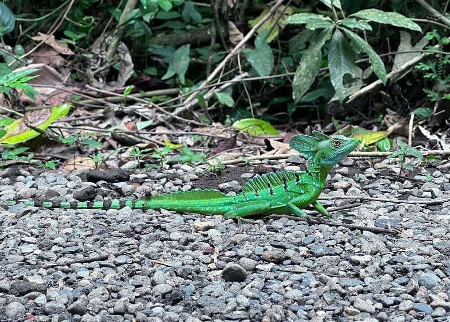 La Fortuna: Bogarin Trail Sloth-Watching Tour with Guide | GetYourGuide