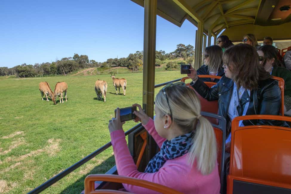 Από τη Μελβούρνη: Werribee Open Range Zoo & Werribee Mansion | GetYourGuide
