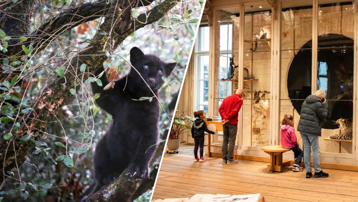 Amsterdam: ARTIS Royal Zoo and ARTIS Groote Museum Ticket | GetYourGuide