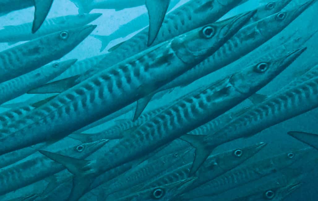 Koh Lipe: Advanced Diver Course - Explore Deeper (30 meters) | GetYourGuide