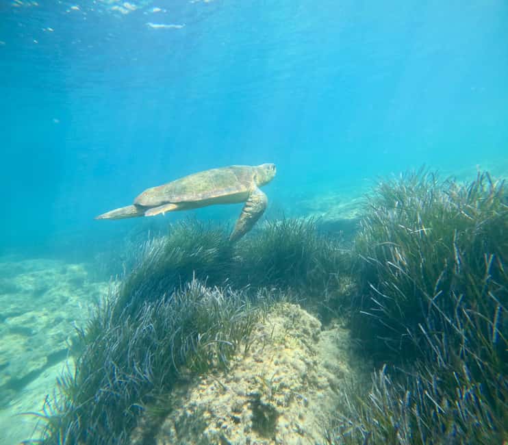Paphos: Sea Turtle Snorkeling Tour with Guide | GetYourGuide