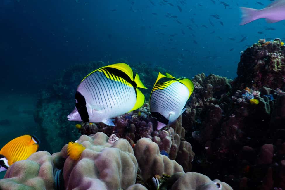 Koh Lipe: spróbuj nurkowania z akwalungiem – jednodniowa atrakcja ...