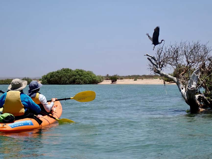 Exmouth: Half Day Turtle Kayak & Snorkel Tour | GetYourGuide