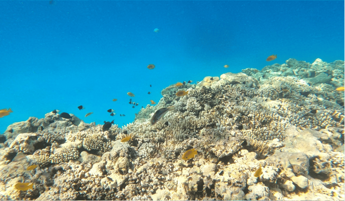 From Sharm: Ras Muhammed & White Island By Boat & intro Dive | GetYourGuide