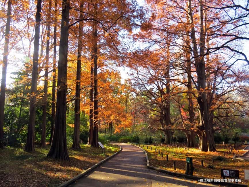 Tokyo: Shinjuku Gyoen Autumn Leaves Stroll (Entry Included) | GetYourGuide