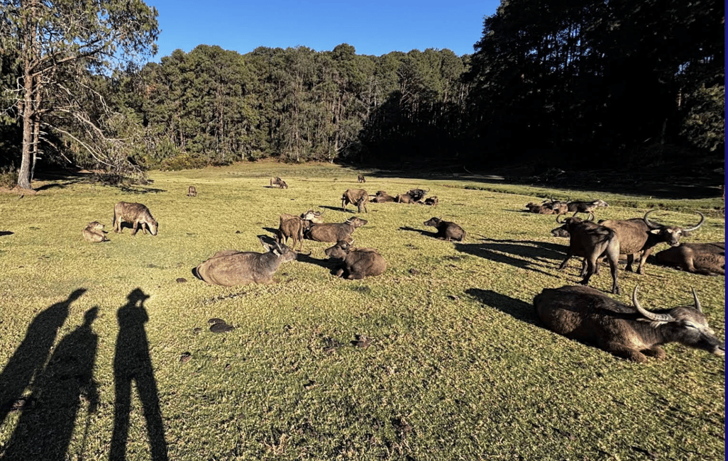 Ooty: Tribal Nature Walk with Toda Tribe & Naturalist | GetYourGuide