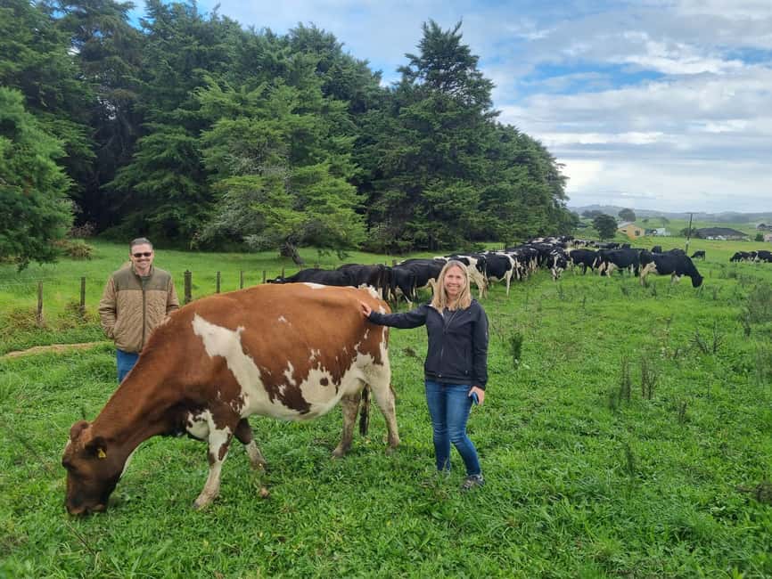 Sheep & Beef Working Farm Private Tour | GetYourGuide