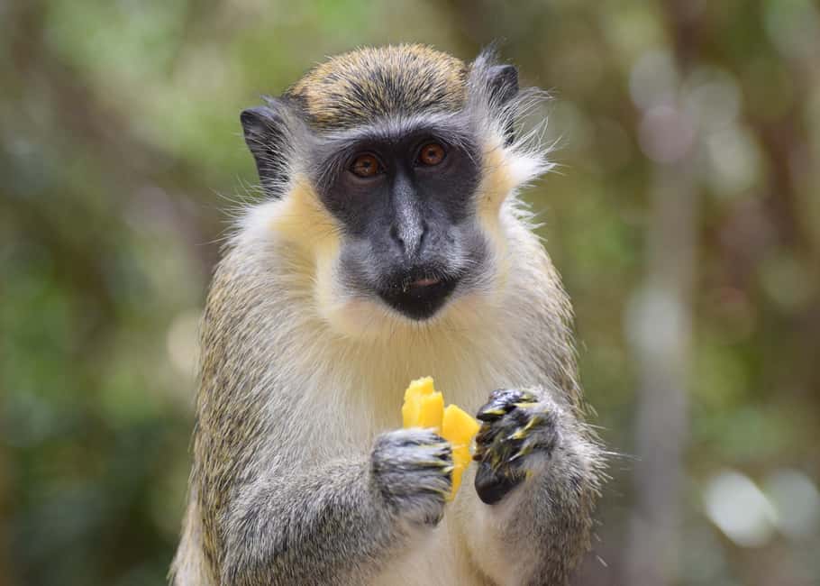 St. Peter: Monkey Feeding at Barbados Wildlife Reserve | GetYourGuide
