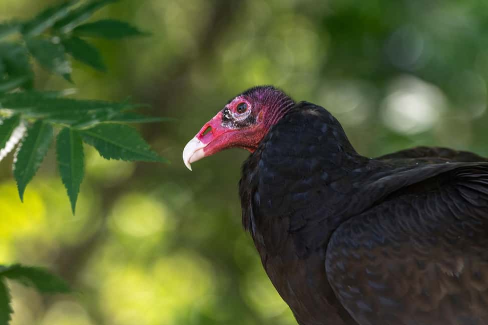 Montreal: Ecomuseum Zoo Entry Ticket | GetYourGuide