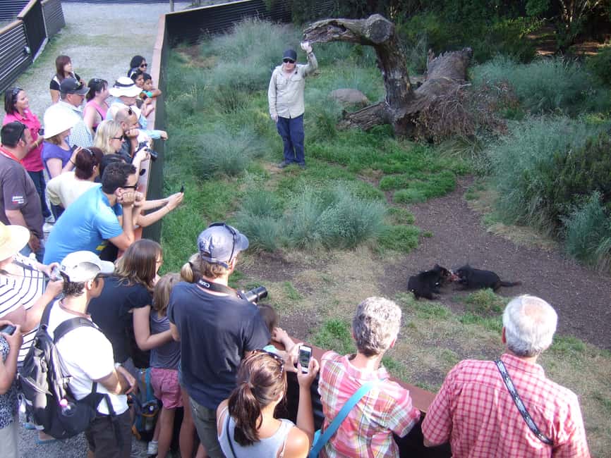 Cradle Mountain: After Dark Tasmanian Devil Feeding Tour | GetYourGuide