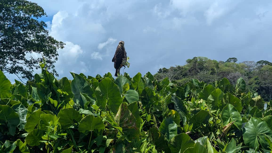 Panama City: Soukromý opičí ostrov a IMAX Panamský průplav | GetYourGuide