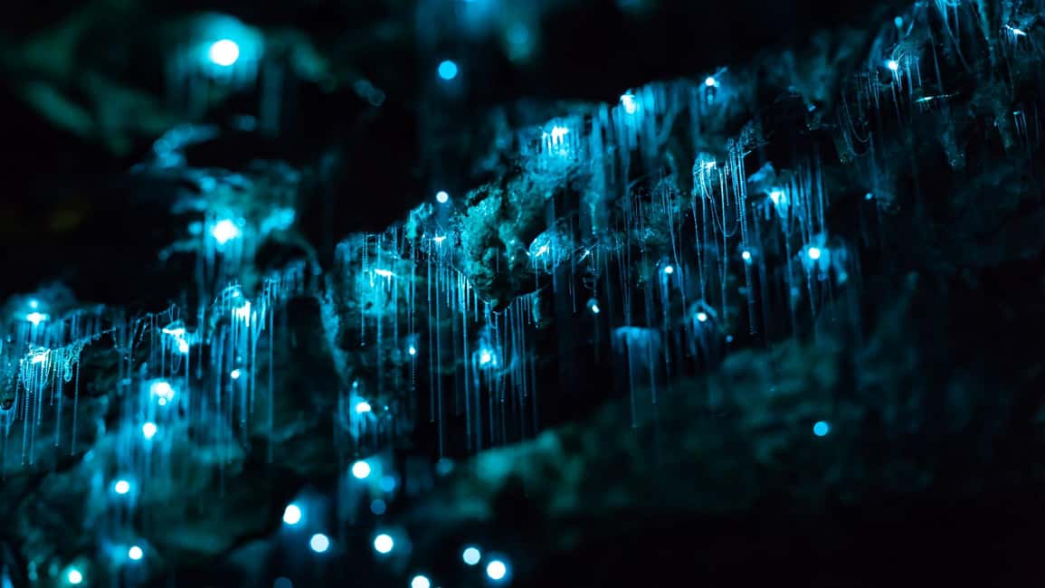 From Auckland: Day Trip to Waitomo Glow Worm Caves | GetYourGuide