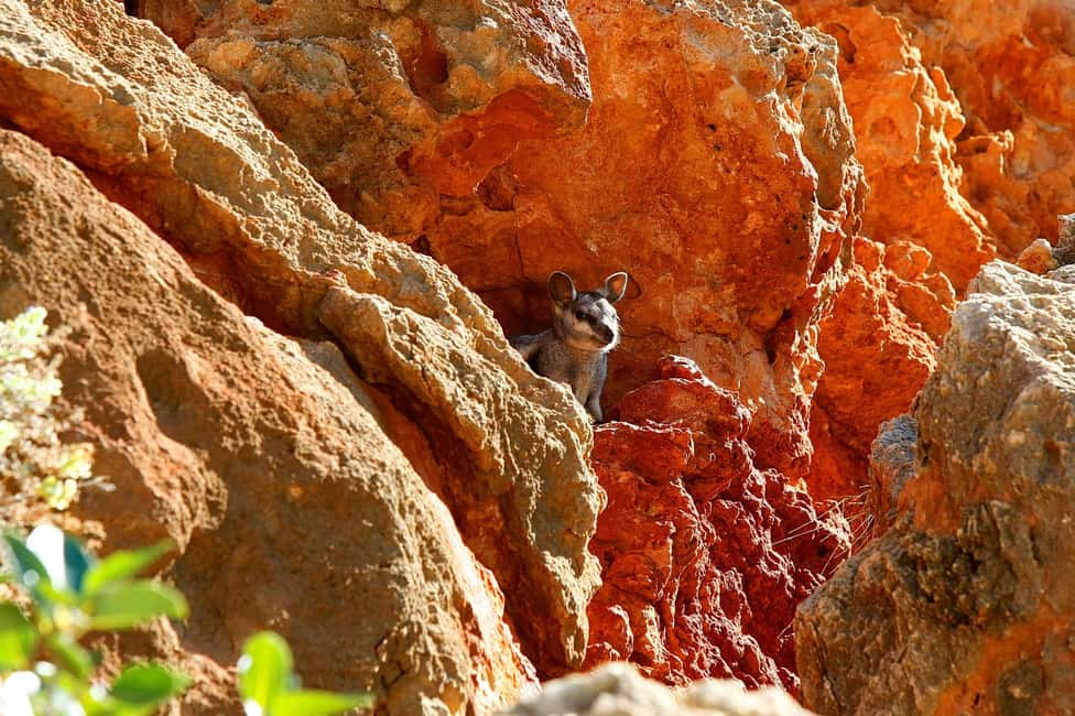 Exmouth: Cape Range Explorer One-Day Trekking Adventure | GetYourGuide