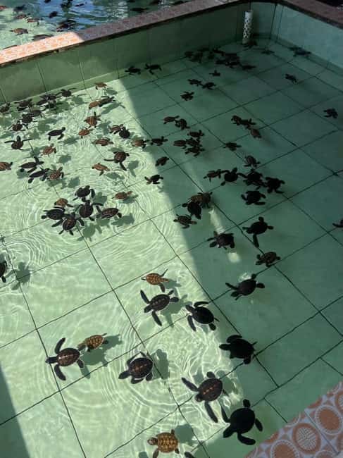 3 Island snorkling tour & turtle sanctuary with gopro | GetYourGuide