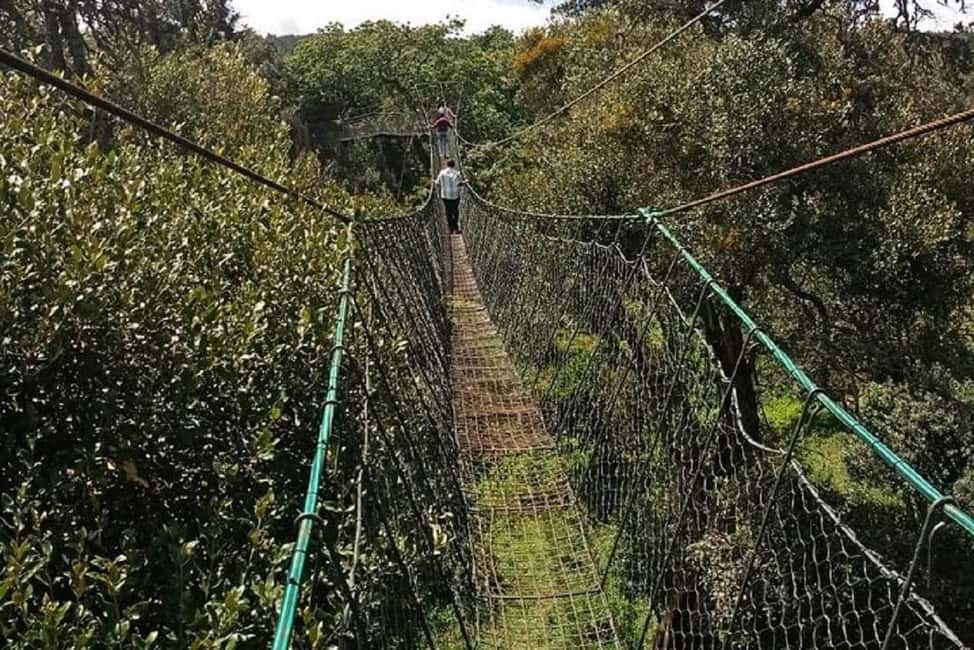 Nairobi: Ngare Ndare Forest Hike and Canopy Walk | GetYourGuide