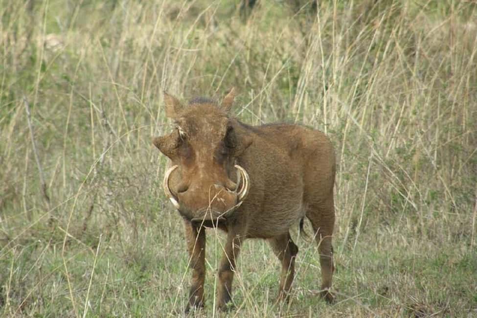 Nairobi: Ngare Ndare Forest Hike and Canopy Walk | GetYourGuide