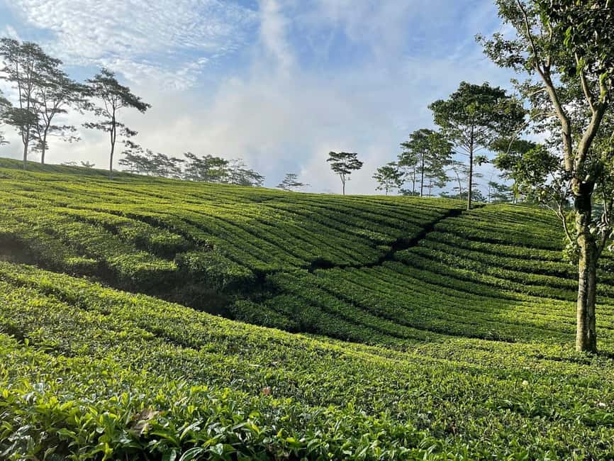 Jakarta: Volcano, Tea/Rice Fields, Hot Spring, Local Food | GetYourGuide