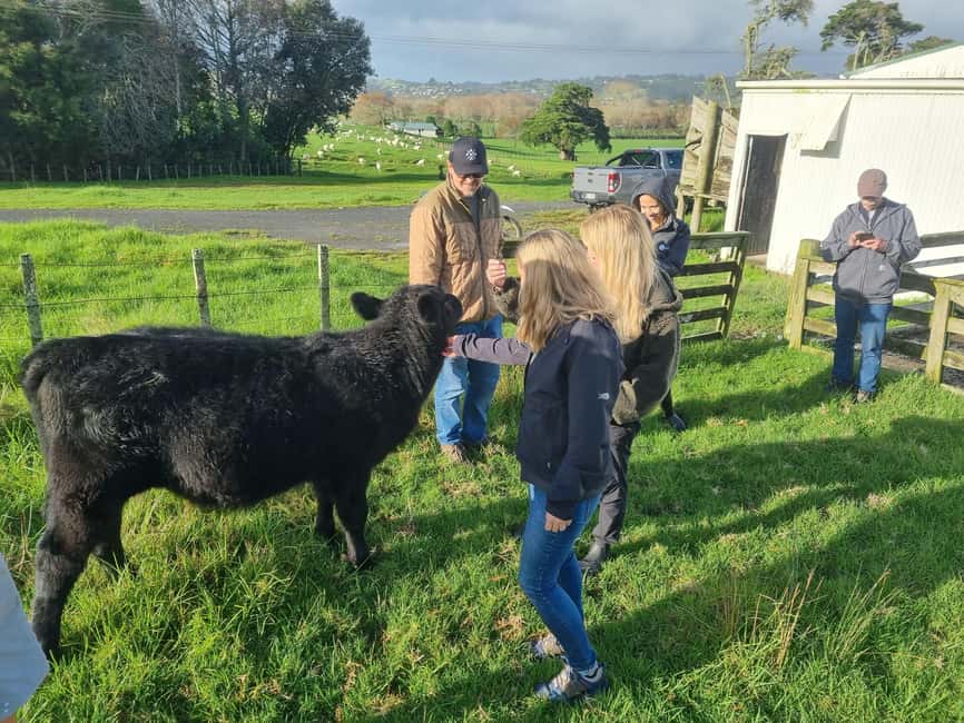 Auckland: Private Sheep & Beef Working Farm Tour | GetYourGuide