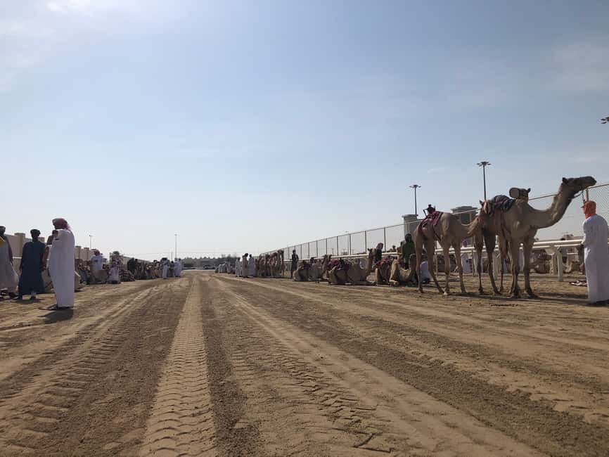 Doha Camel Racing Track: Oryx Farm & Sheikh Faisal Museum. | GetYourGuide