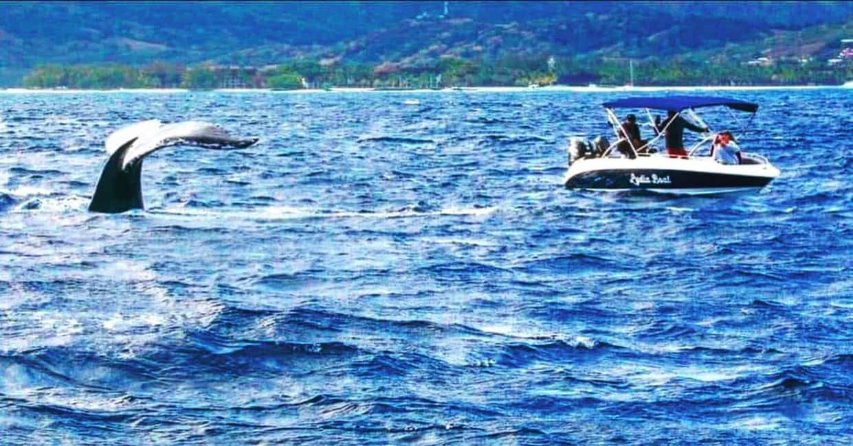 Lydia Boat : Le morne: Eco Friendly Whales and Dolphins Tour | GetYourGuide