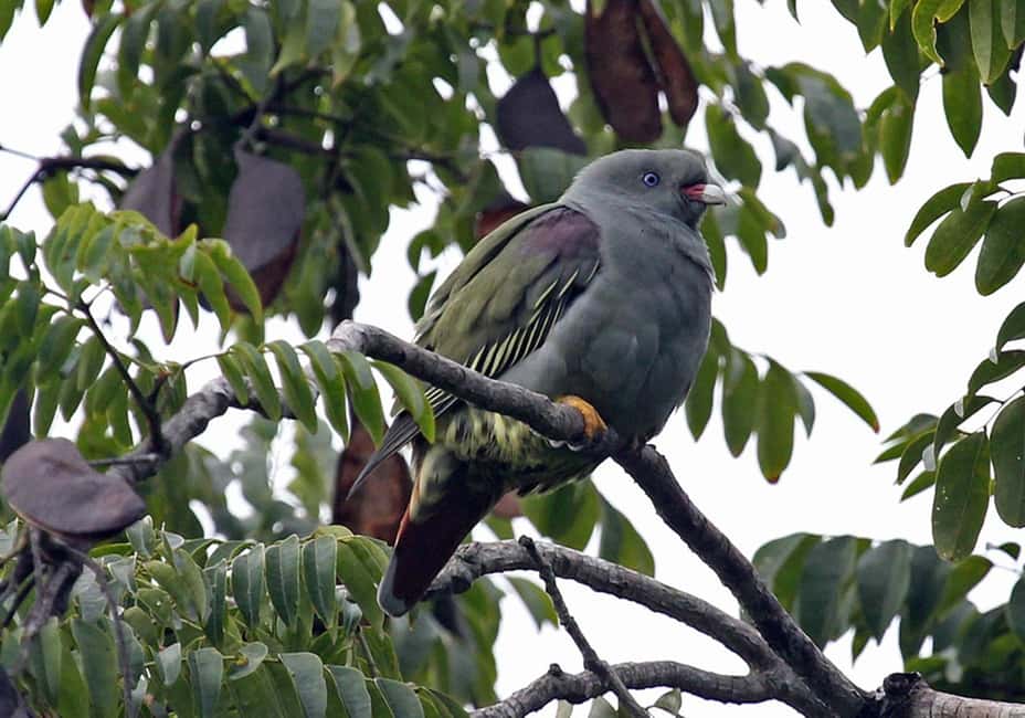 Pemba Island: Chake Chake and Kidike Flying Fox Tour | GetYourGuide