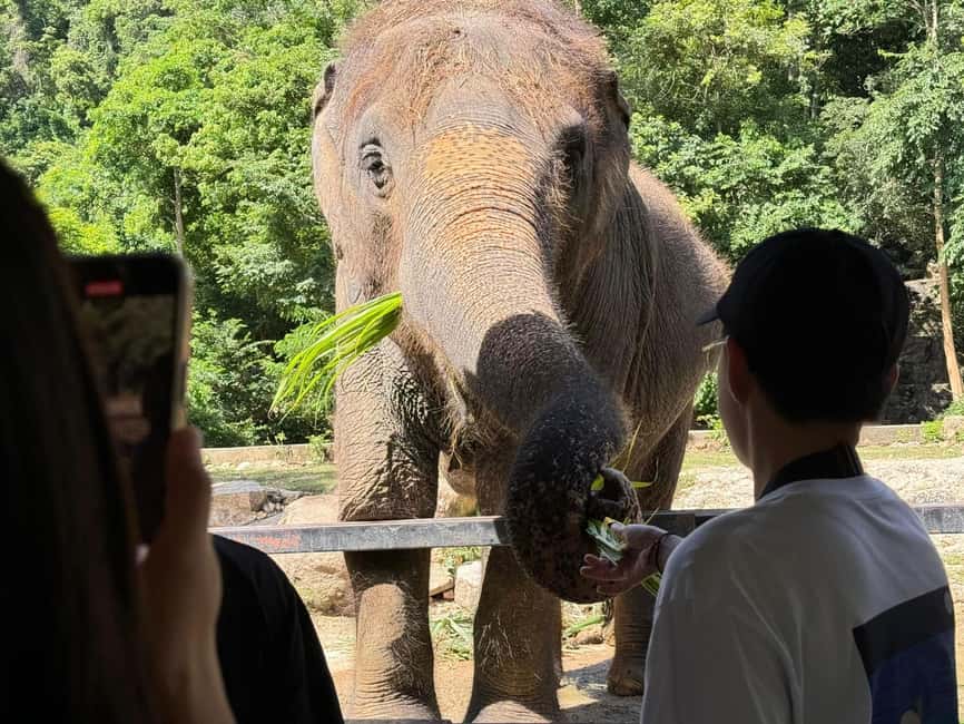 From Bangkok: Khao Kheow Open Zoo (Moodeng) Private Transfer | GetYourGuide