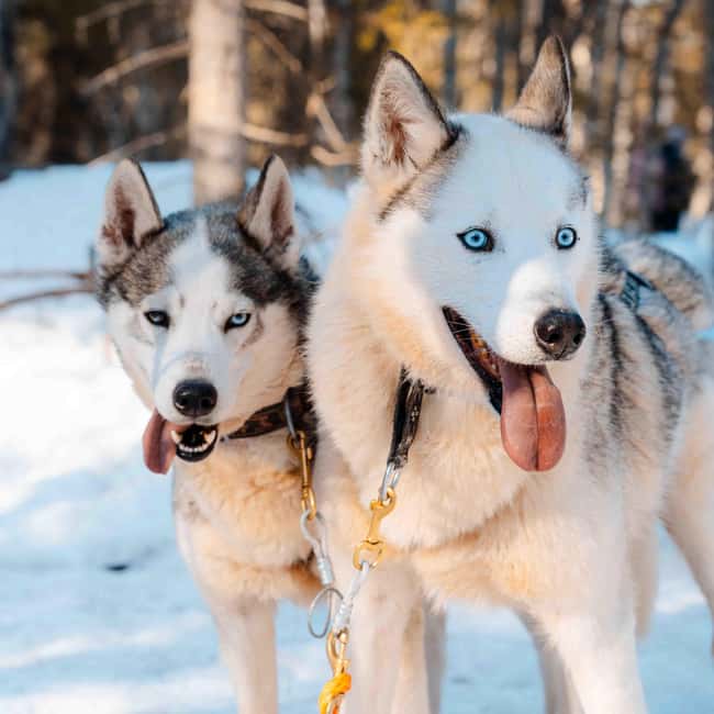 Rovaniemi: Insider 10 km Husky Sled Ride | GetYourGuide
