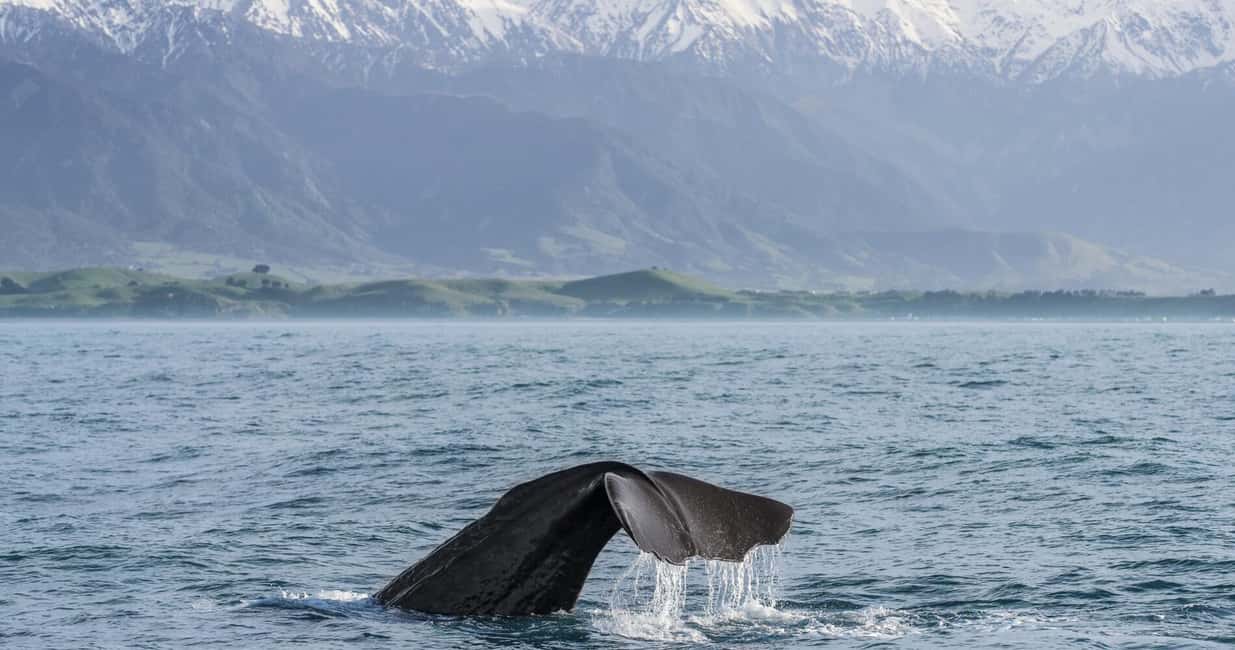 From Christchurch: Private Kaikoura Tour with Guide | GetYourGuide