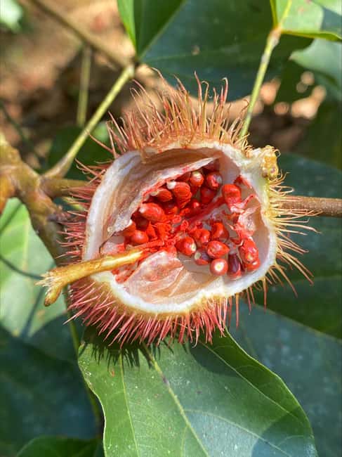 From Puerto Viejo & Cahuita: Hidden Kekoldi Waterfall Hike | GetYourGuide