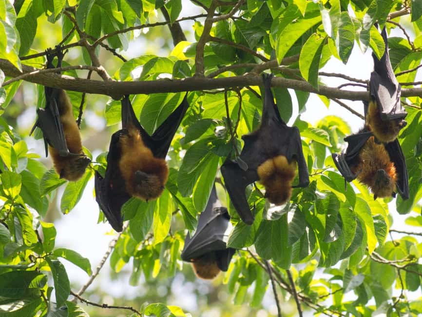Isola di Pemba: tour di Chake Chake e Kidike con le volpi volanti di ...