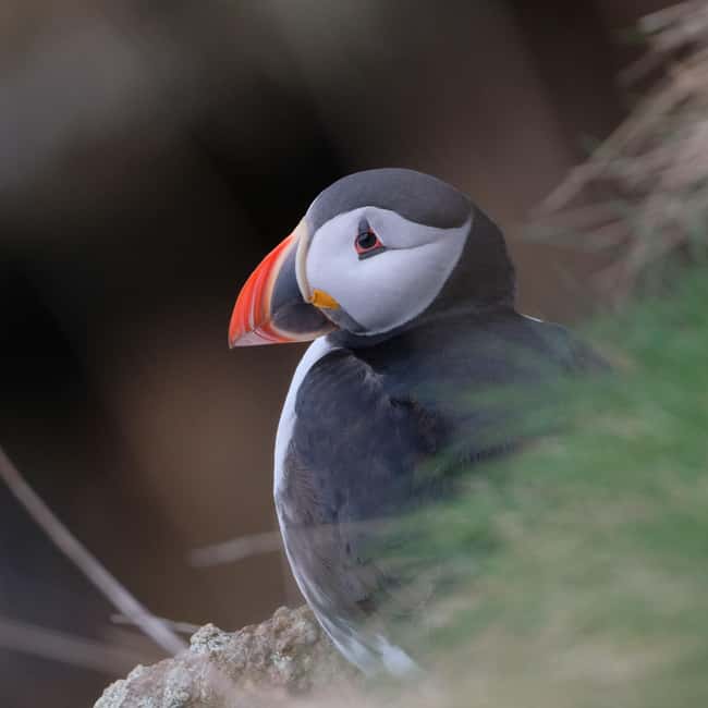 Aberdeen: Bullers of Buchan Puffin Watching Tour | GetYourGuide