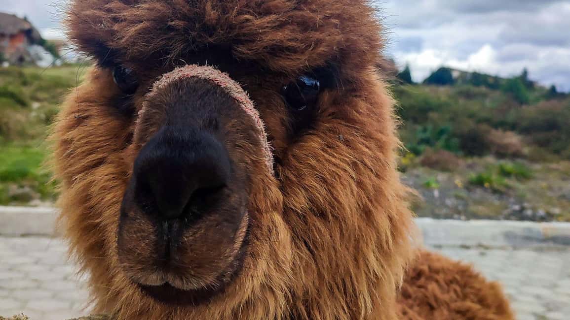 Cotopaxi Volcano: Visit from Quito, Alpaca, Lagoon and volcanoes ...