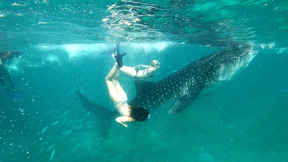 Oslob: Whale Shark Swim & Aguinid Falls Adventure Tour | GetYourGuide