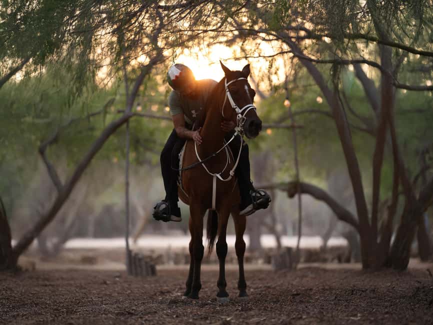 Al Mirfa: Forest Horseback Riding Adventure | GetYourGuide