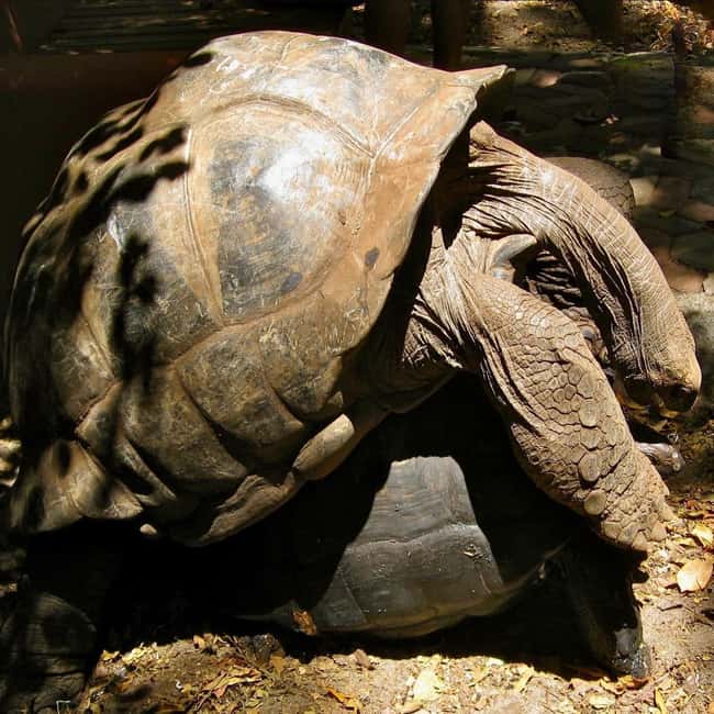 Zanzibar: Stone Town and Prison Island Private with Lunch | GetYourGuide