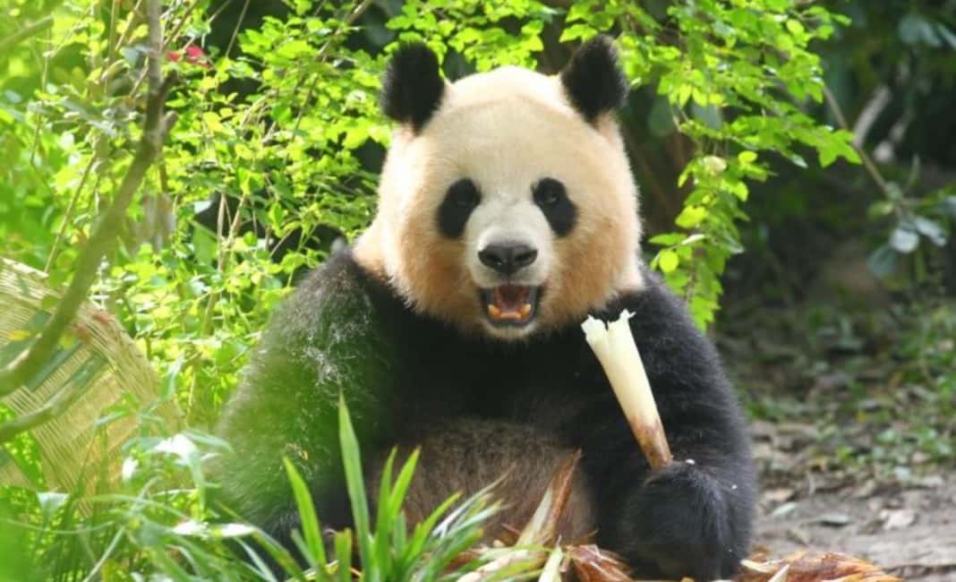 Chengdu: privétour bij de panda-basis met gids | GetYourGuide