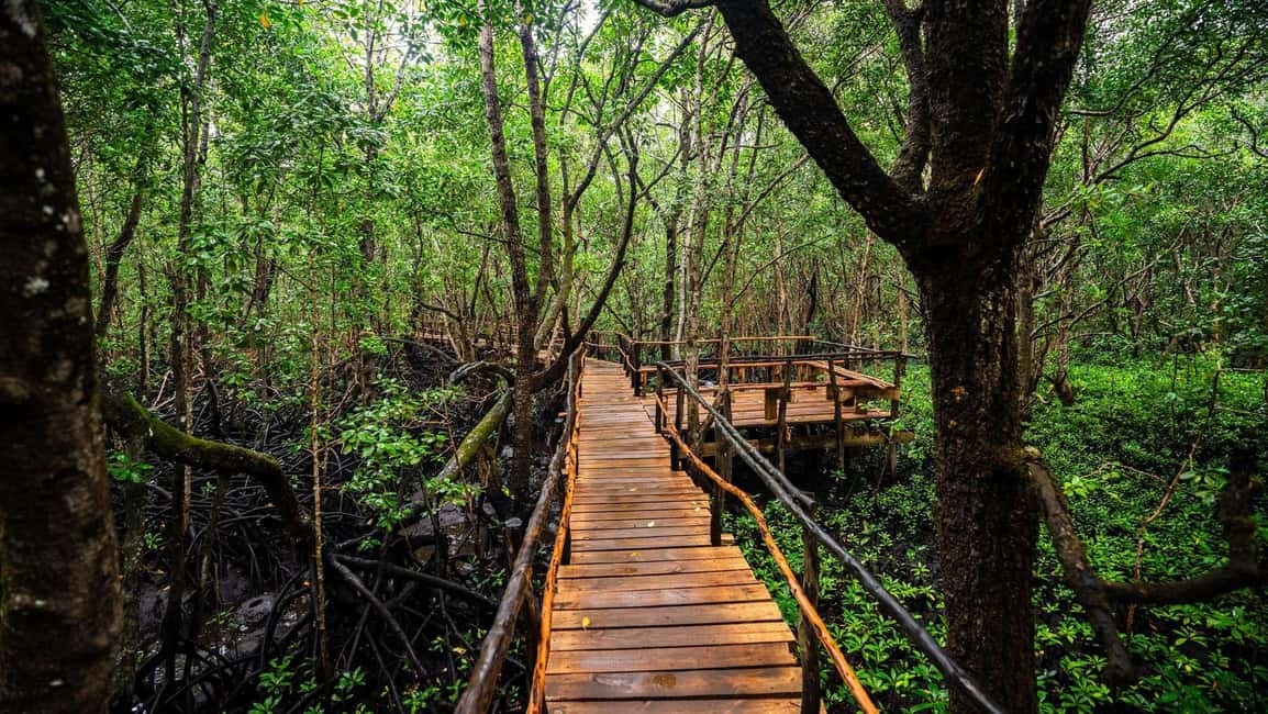 Zanzibar: Mnemba Snorkeling, Spice Tour & Jozani Forest Tour | GetYourGuide