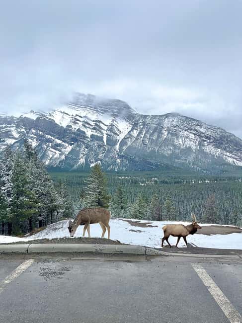 Calgary/Canmore: Banff National Park & Lake Louise Day Trip | GetYourGuide